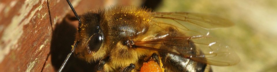 Die Dunkle Biene | Unsere heimische Apis mellifera mellifera