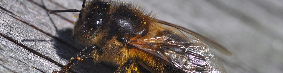 Die Dunkle Biene | Apis mellifera mellifera Linnaeus 1758