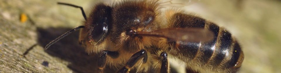 Die Arten der Honigbienen | Die Dunkle Biene