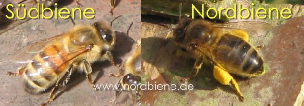 Die Dunkle Biene | Die Dunkle Biene