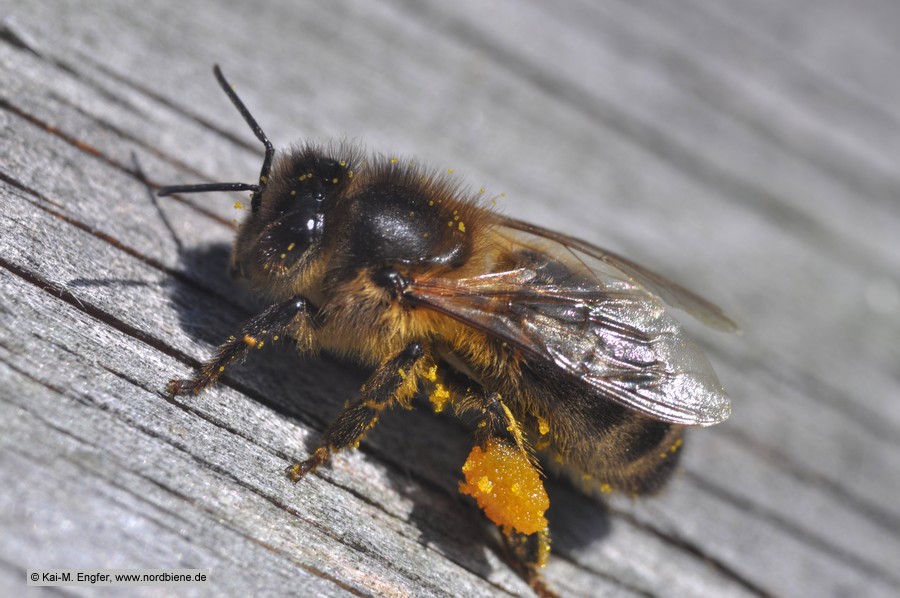 Die Dunkle Biene | Unsere heimische Apis mellifera mellifera